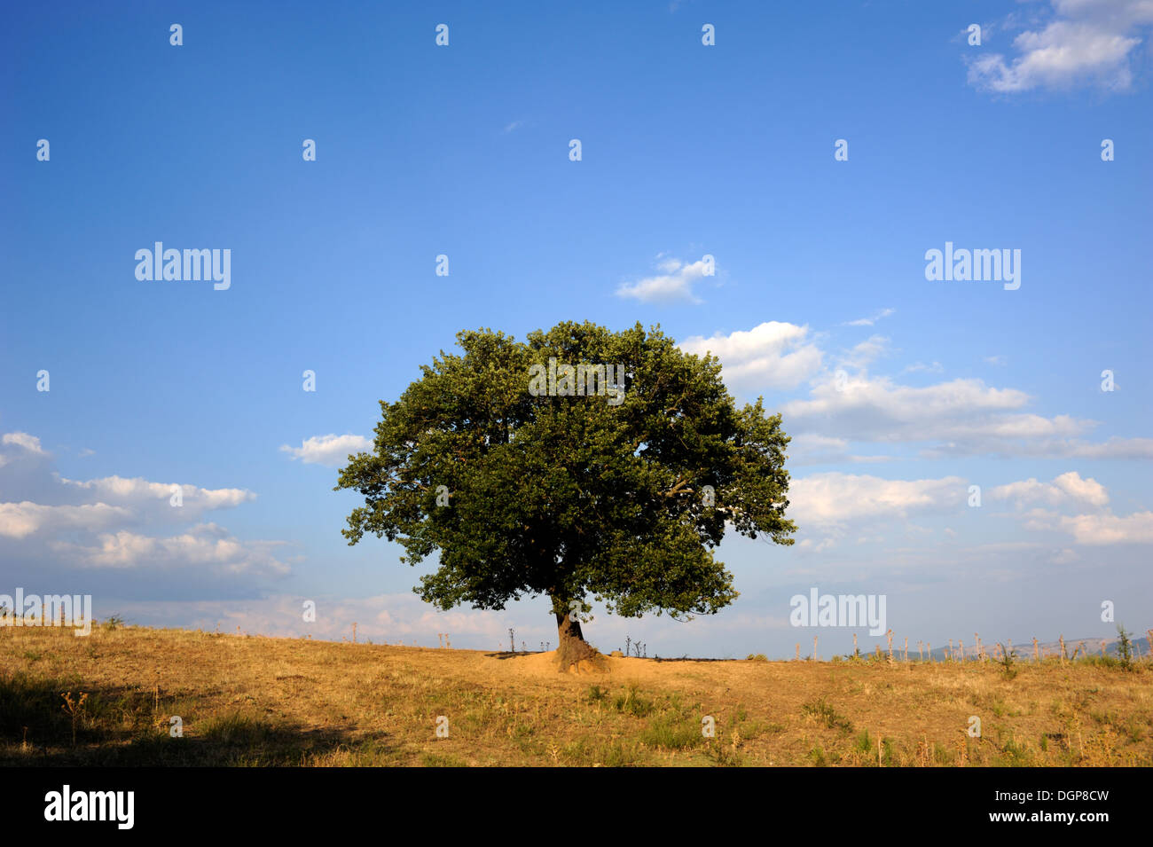 Italy, Basilicata, oak tree Stock Photo - Alamy