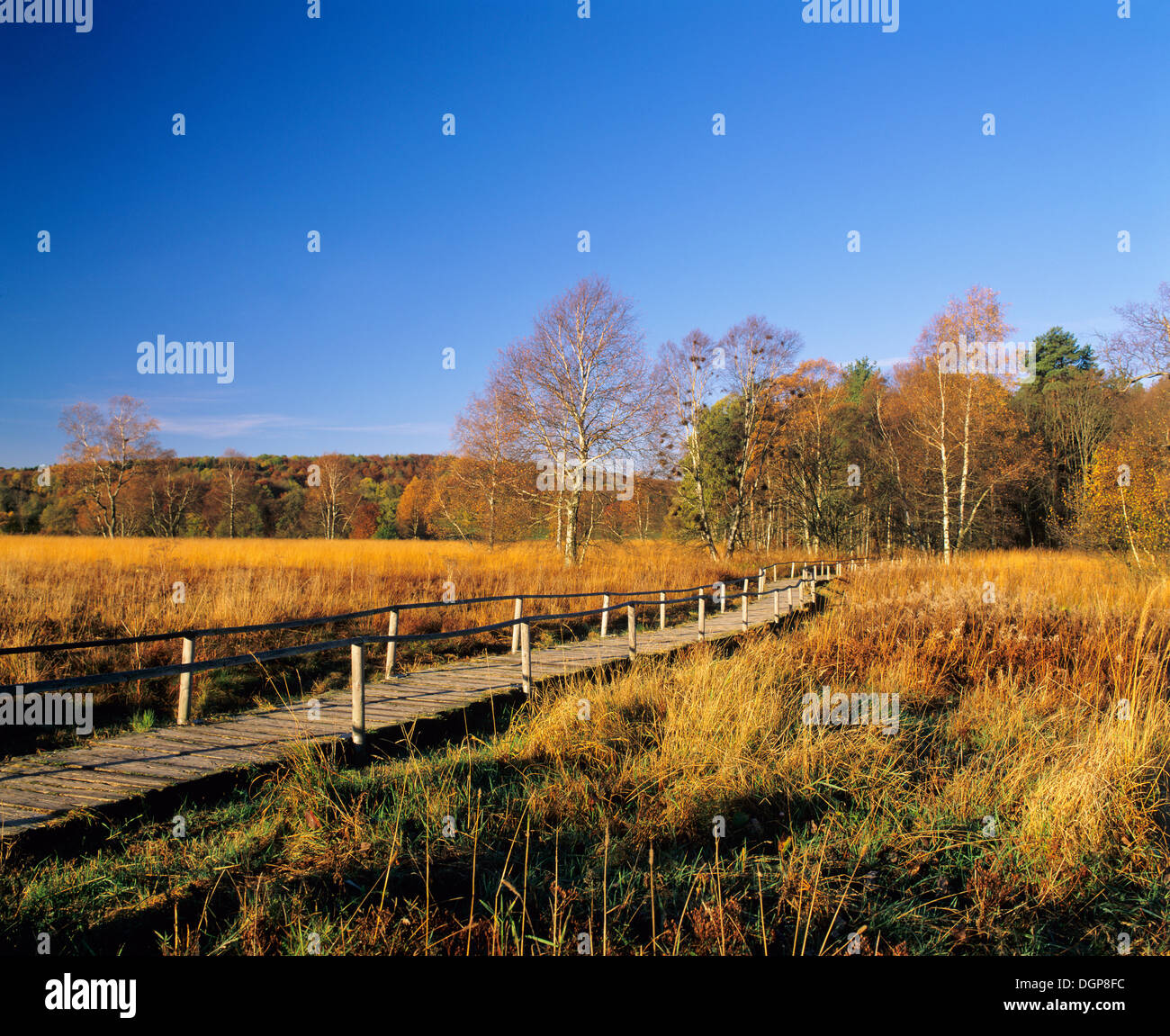 Moor moorland peat bog marsh hi-res stock photography and images - Alamy
