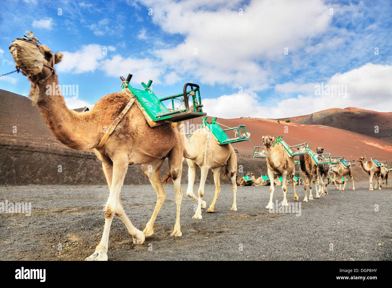 Dromedaries at the dromedary station, Timanfaya National Park, Echadero ...