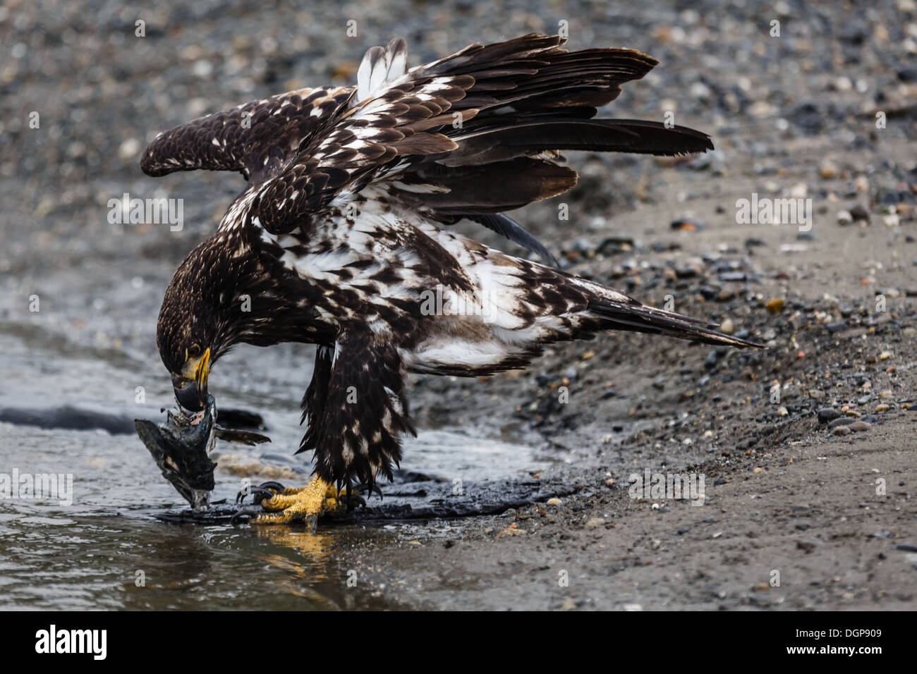 Claws bird close up hi-res stock photography and images - Alamy