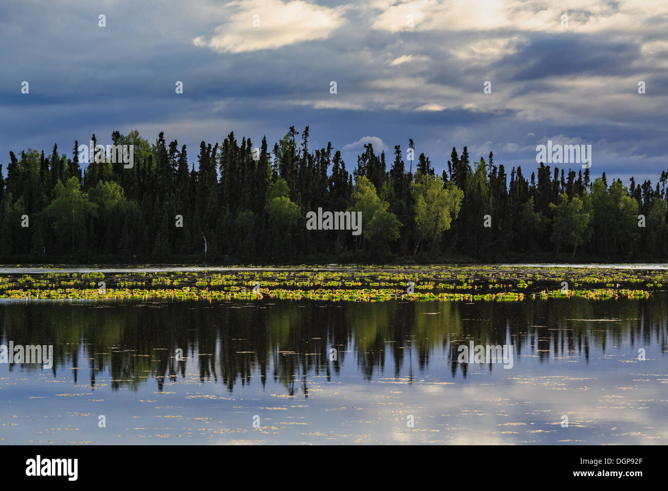 Lake with reflection of trees and lily pads in Alaska Stock Photo - Alamy