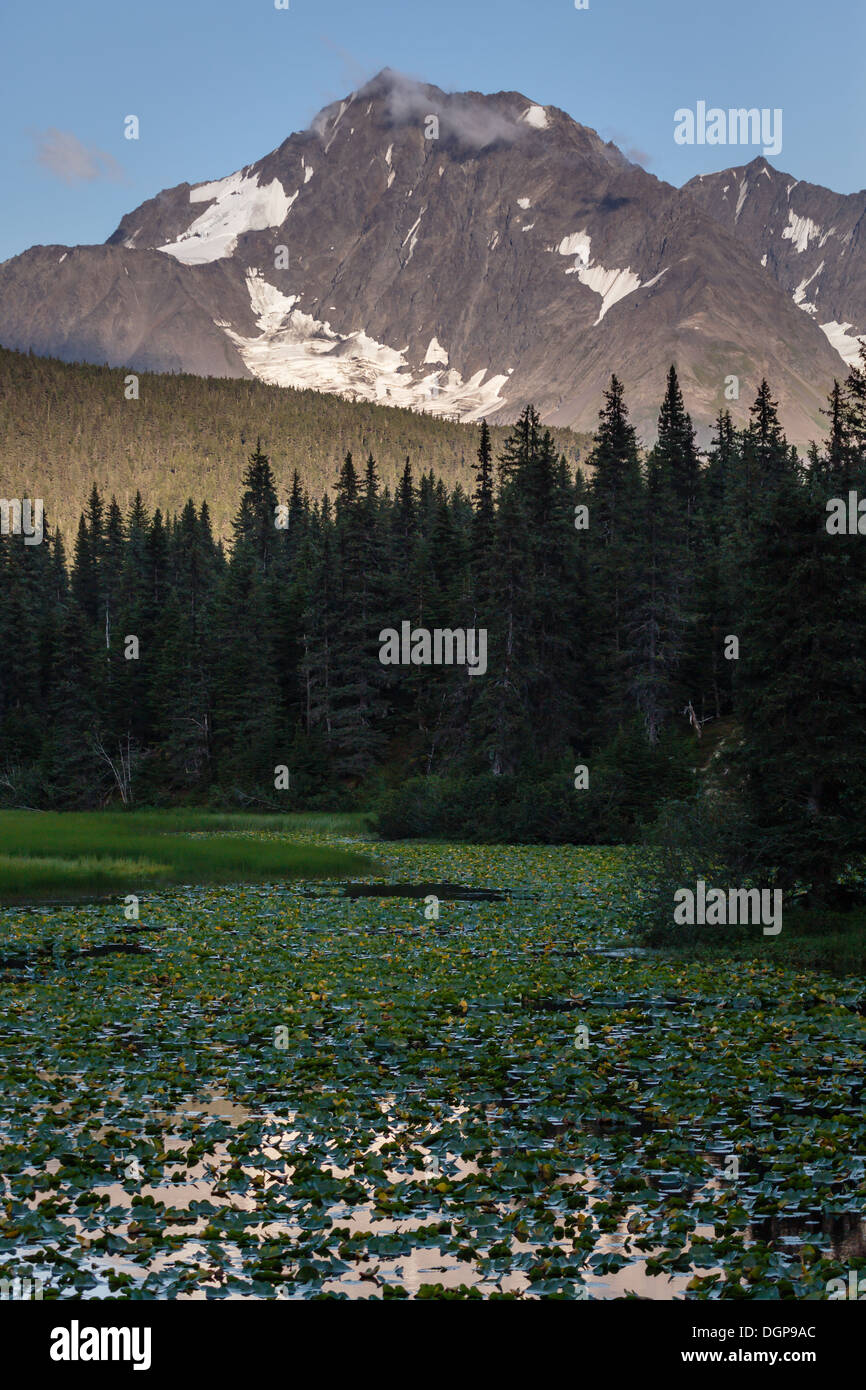Alaskan summer landscape snow capped mountains, forests, lily pond ...