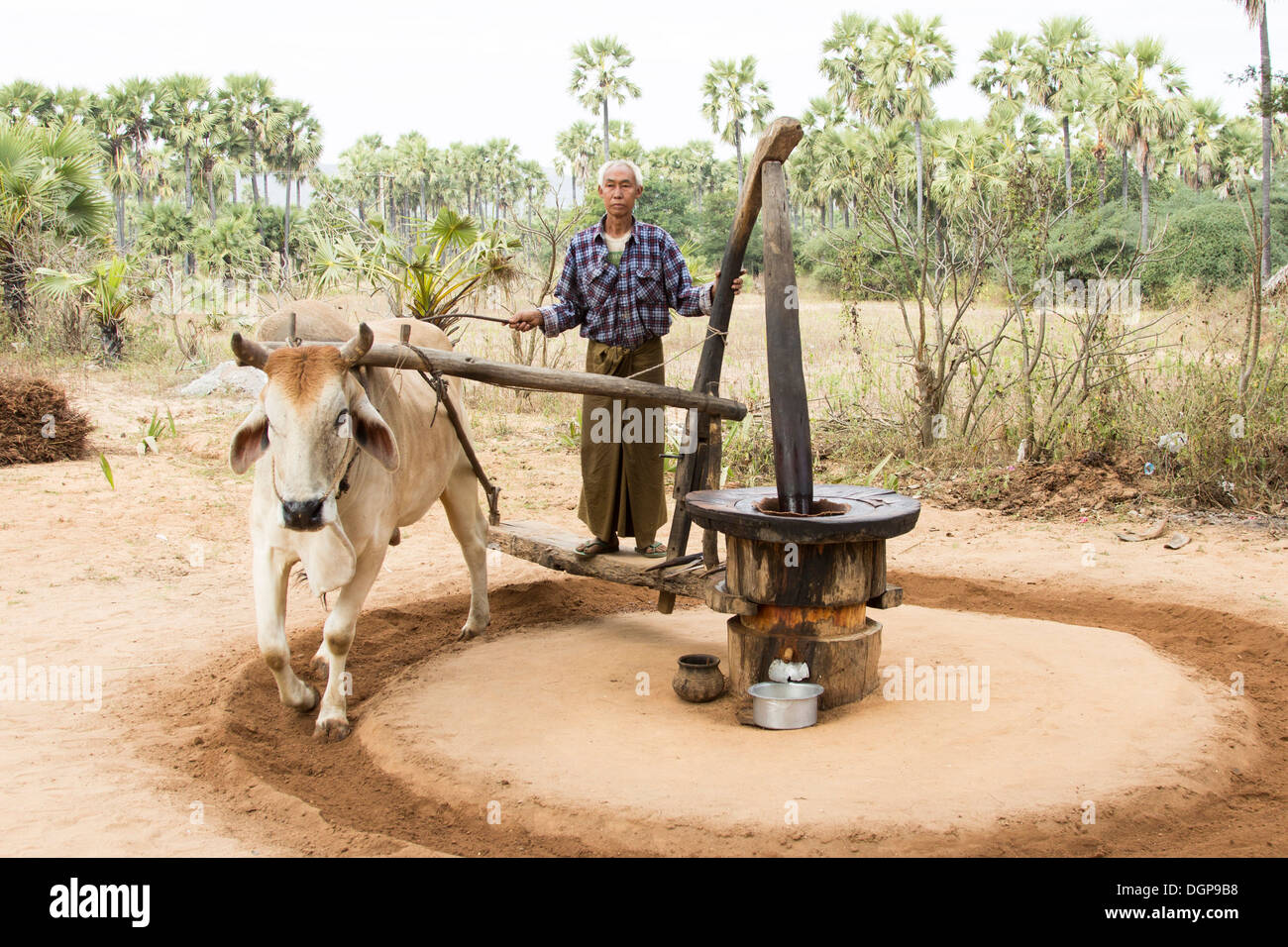 Myanmar, ox running an oil mill Stock Photo - Alamy