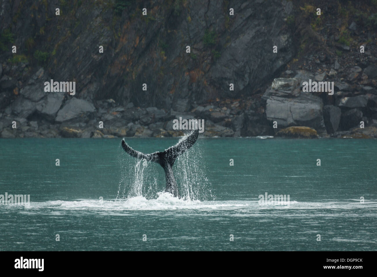 Closeup of the spray from the fluke of a whale lobtailing in the ocean ...