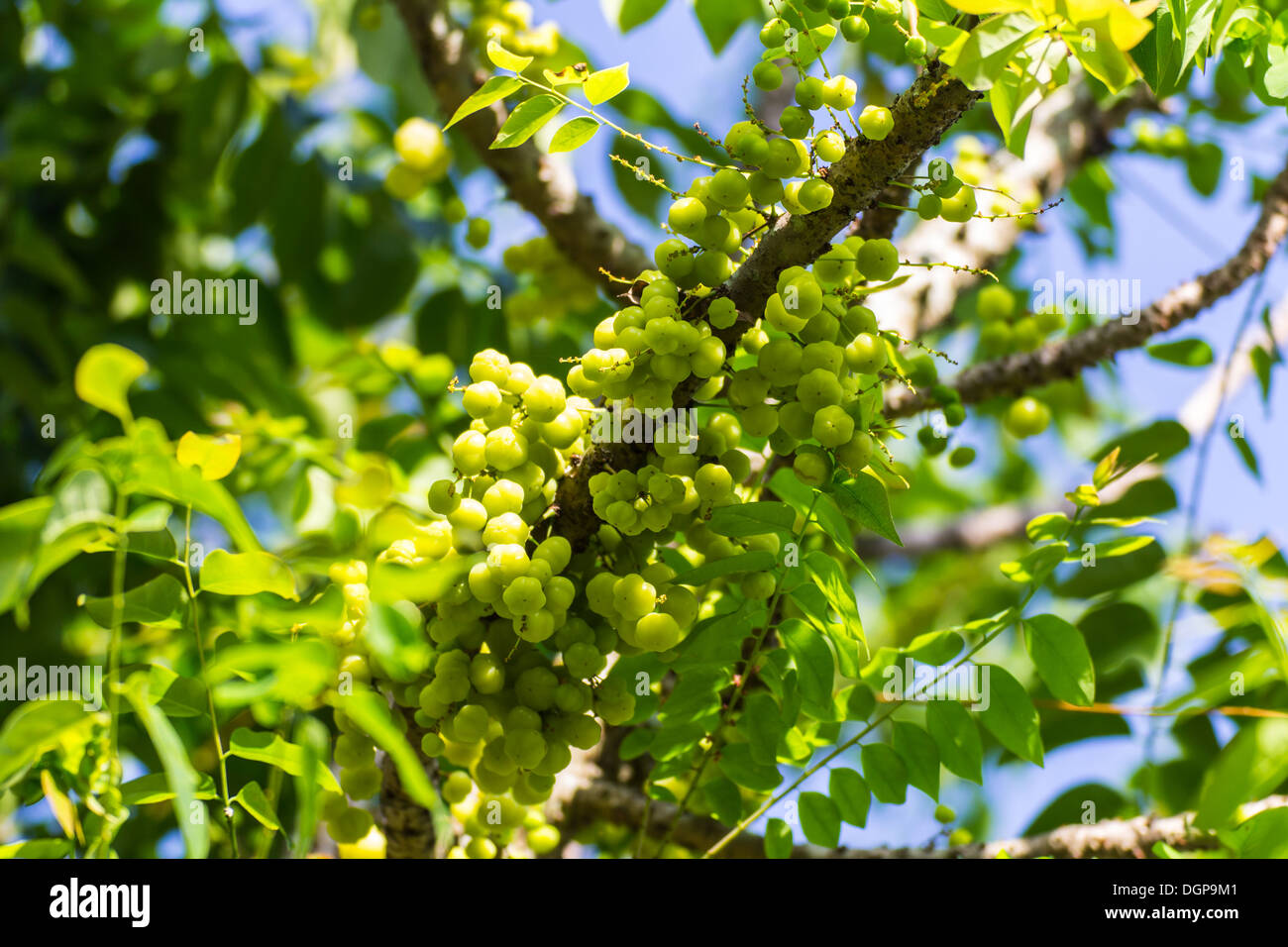 Mature star hi-res stock photography and images - Alamy