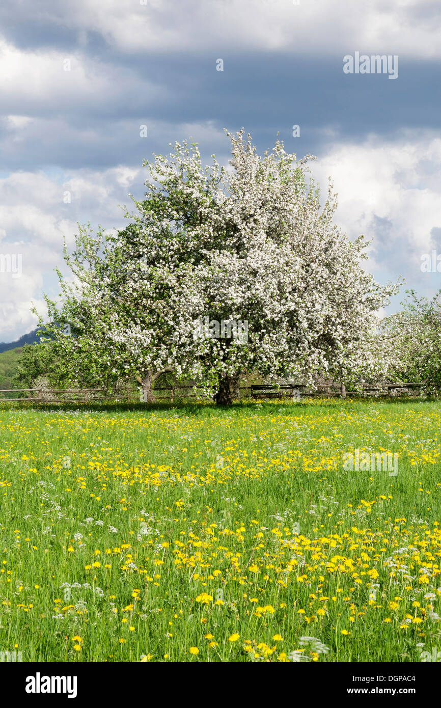 Meadow full of trees hi-res stock photography and images - Alamy