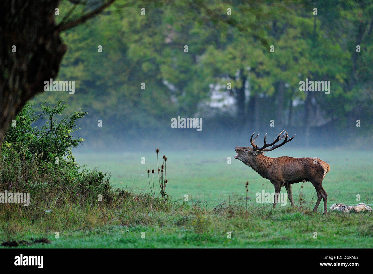 Male of red deer (Cervus elaphus), Cervidae, Civitella Alfedena ...