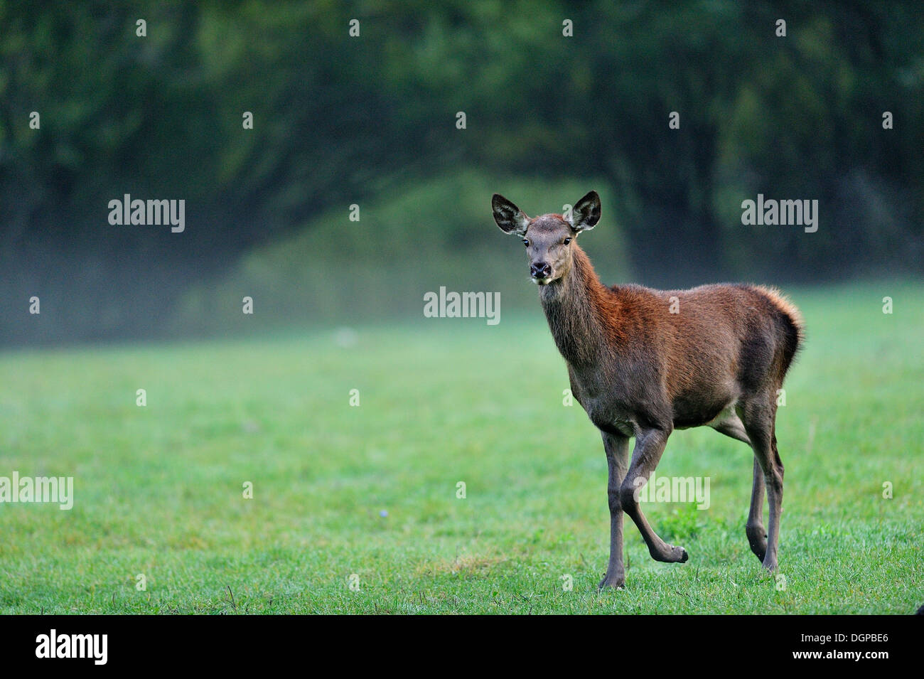Italy roberto nistri mammals mammal horizontal hi-res stock photography ...