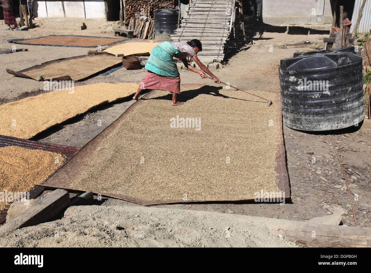 Woman drying grains, Mimo village, Nagaland, India Stock Photo - Alamy