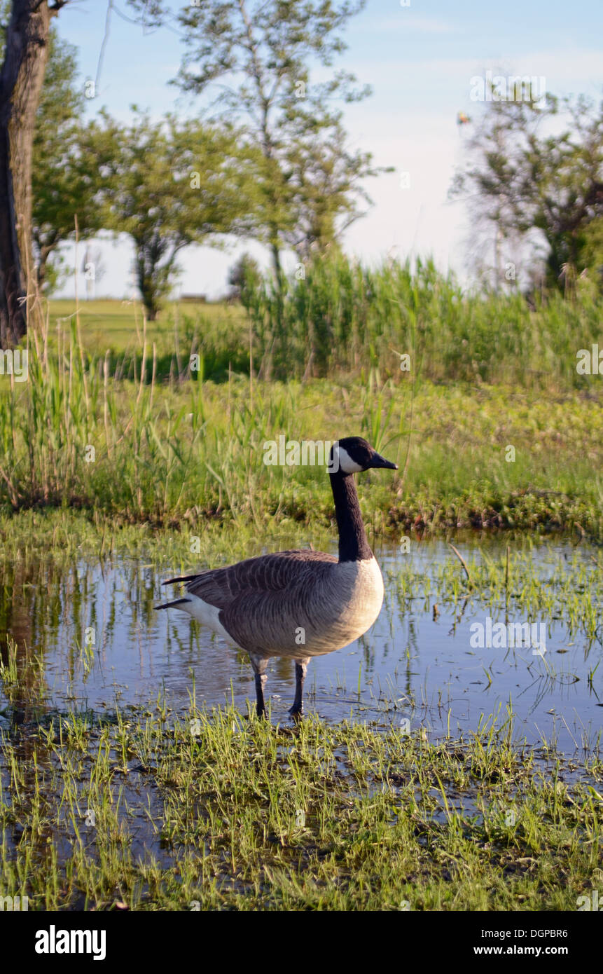Canadian geese community in West Haven, Connecticut Stock Photo - Alamy