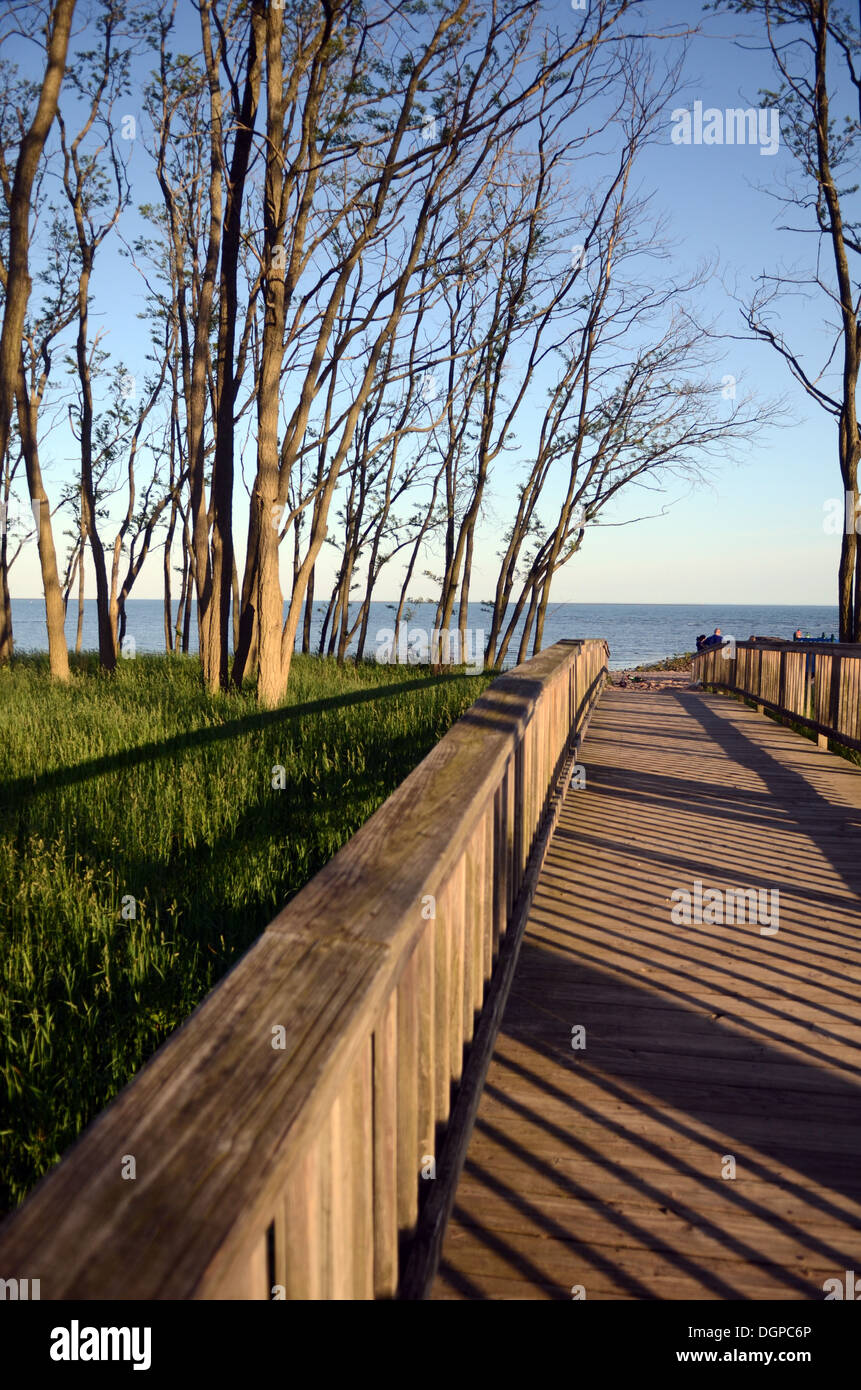 Savin trees hi-res stock photography and images - Alamy