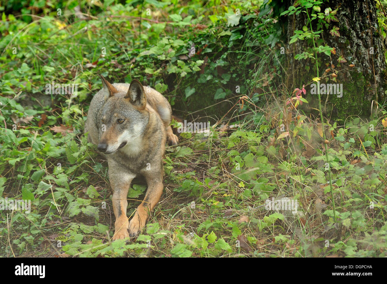 Italian Wolf Canis Lupus Italicus High Resolution Stock Photography and ...