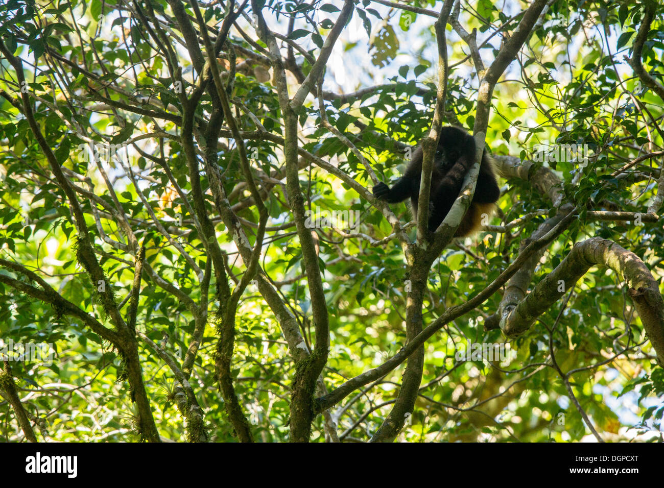 Monkey in the forest of Maderas volcano, Ometepe Island, Nicaragua ...