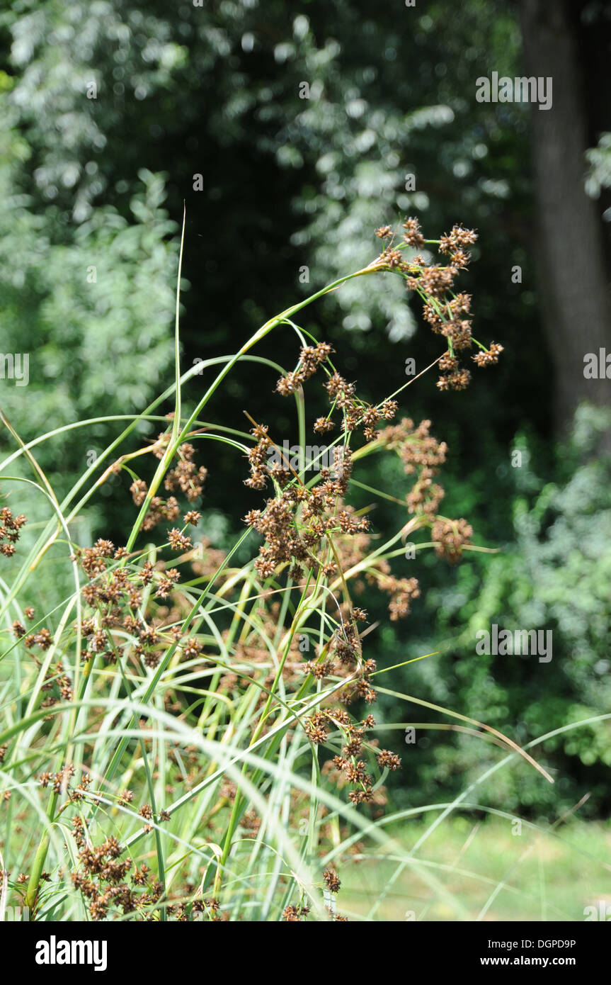 Sawgrass High Resolution Stock Photography and Images - Alamy