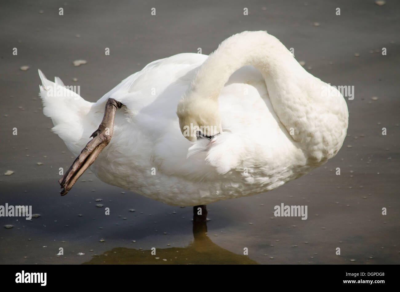 swan standing on one leg Stock Photo - Alamy