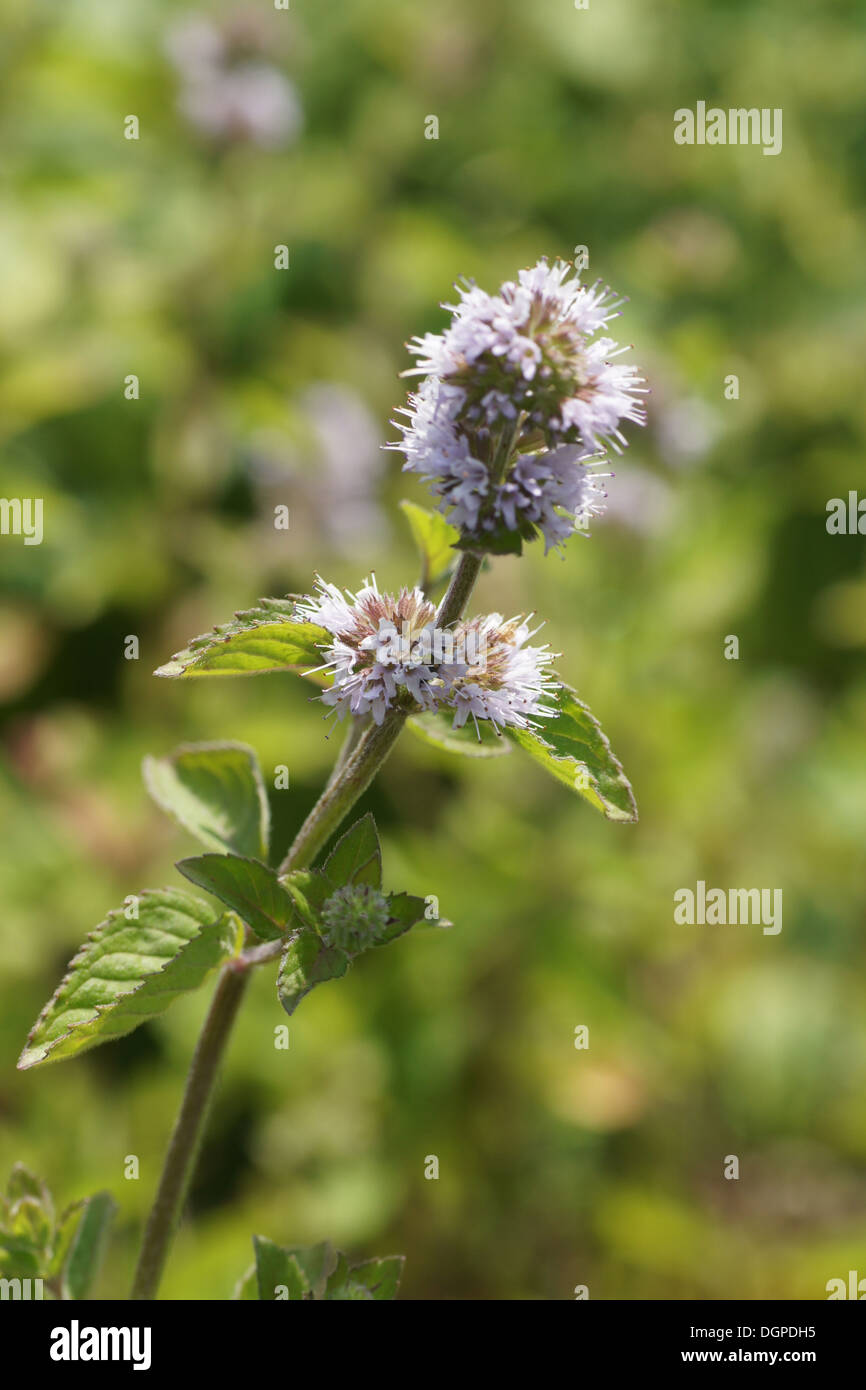 Watermint hi-res stock photography and images - Alamy
