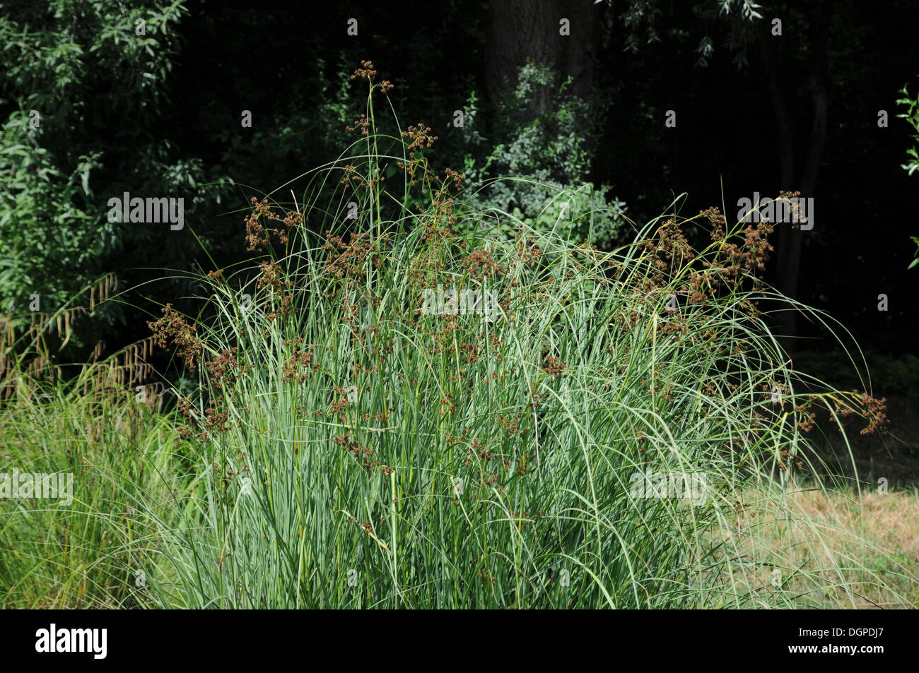 Sawgrass hi-res stock photography and images - Alamy