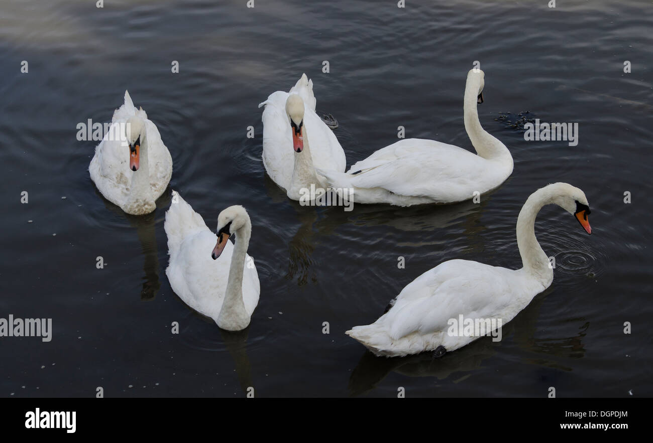 A group of swans Stock Photo - Alamy