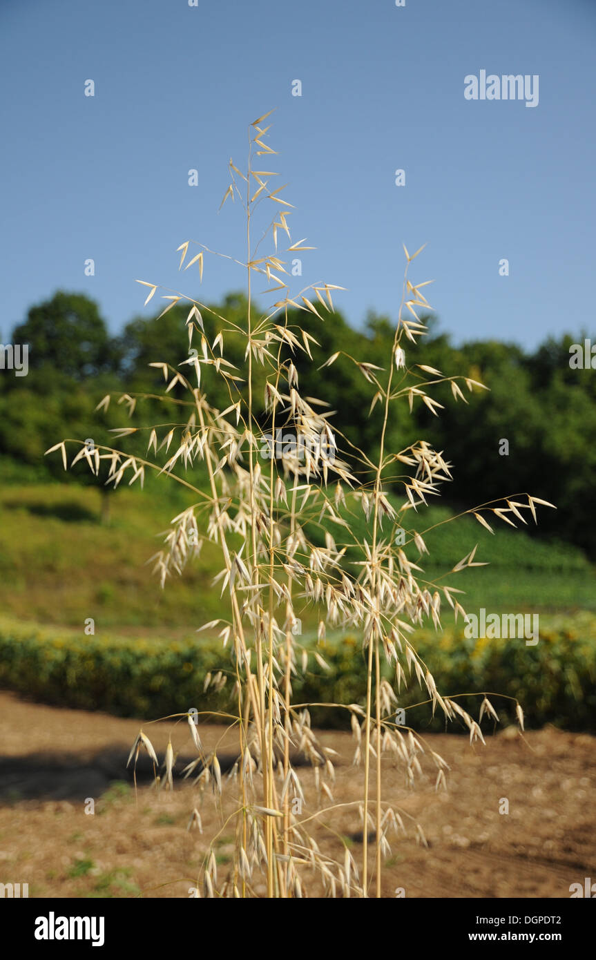 Hafer Feld High Resolution Stock Photography and Images - Alamy