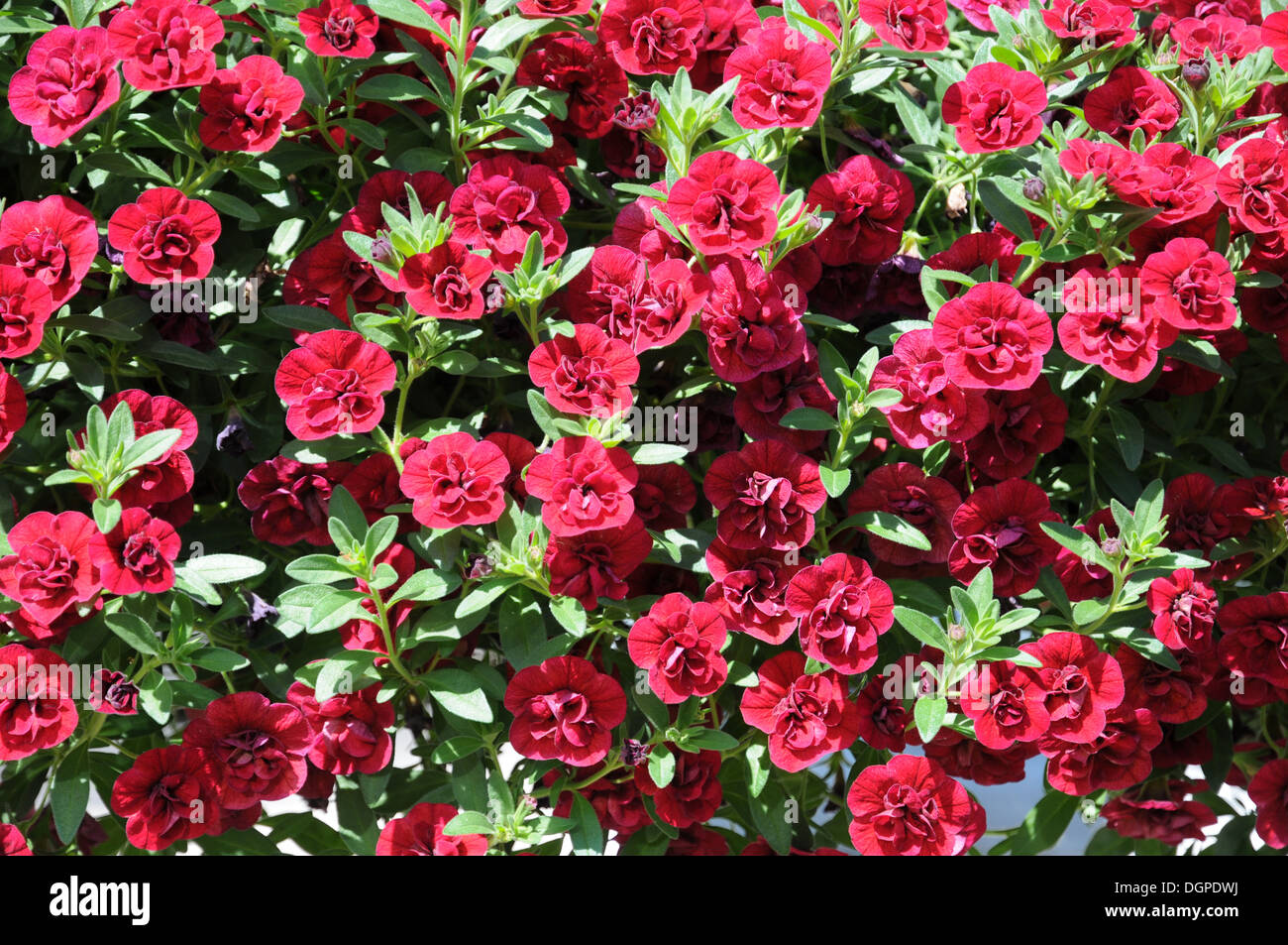Double ruby hi-res stock photography and images - Alamy