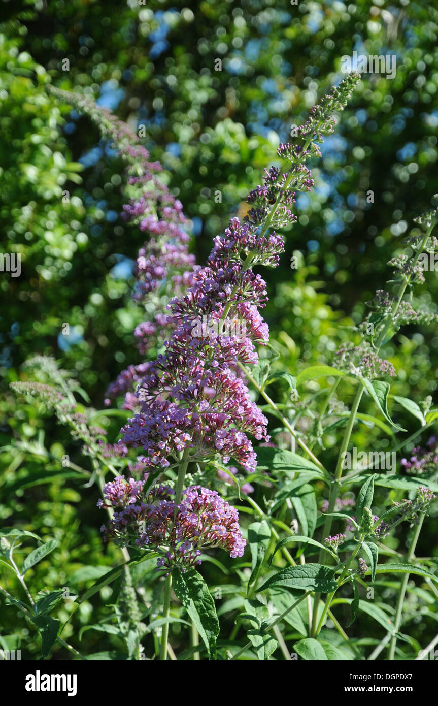Buddleja davidii fascinating hi-res stock photography and images - Alamy