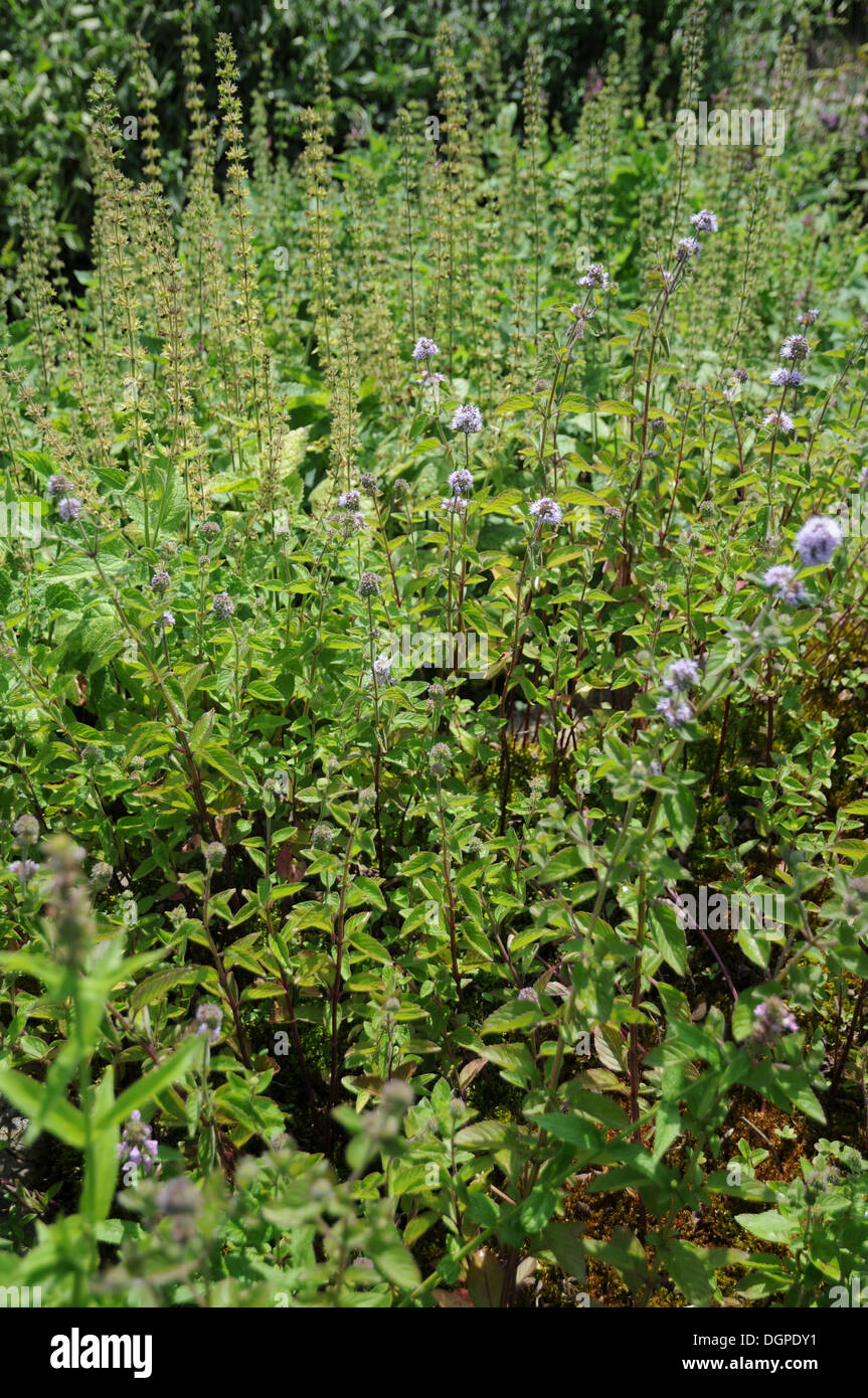 Water mint mentha aquatic hi-res stock photography and images - Alamy