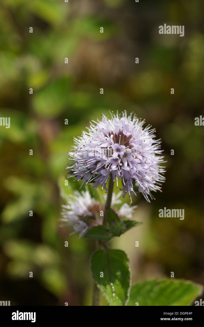 Watermint hi-res stock photography and images - Alamy
