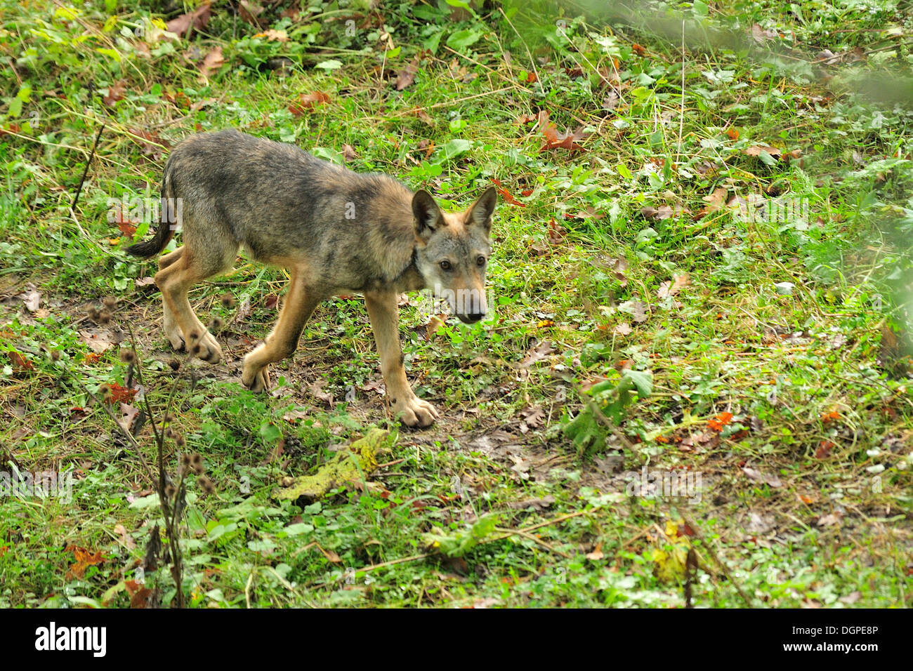 Young Italian Wolf Canis lupus italicus, Canidae, Abruzzo National Park ...