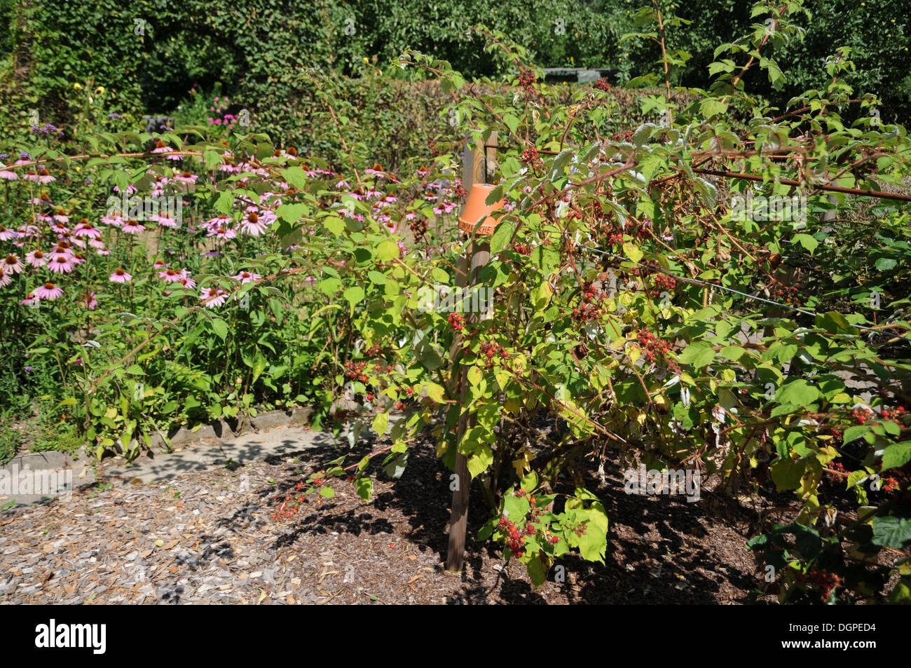 Rubus phoenicolasius japanese wineberry fruit hi-res stock photography ...