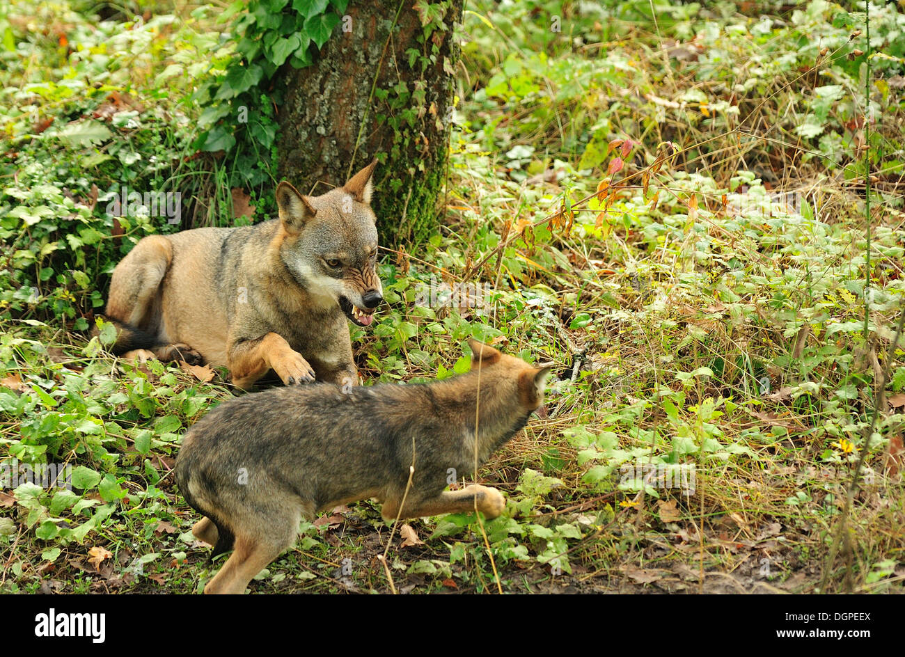 Famale of italian wolf canis lupus italicus hi-res stock photography ...