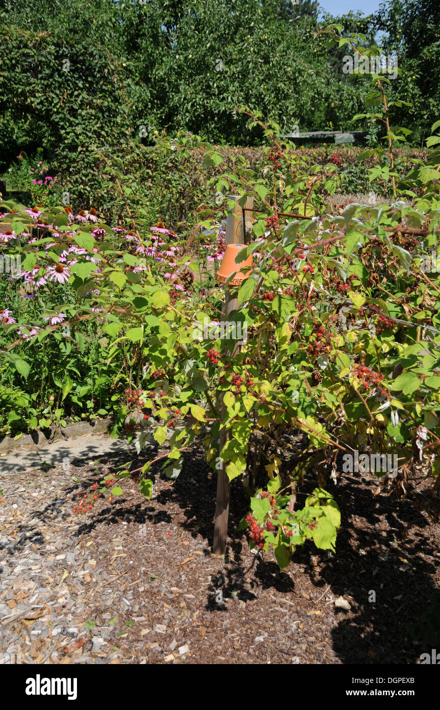 Wineberry hi-res stock photography and images - Alamy