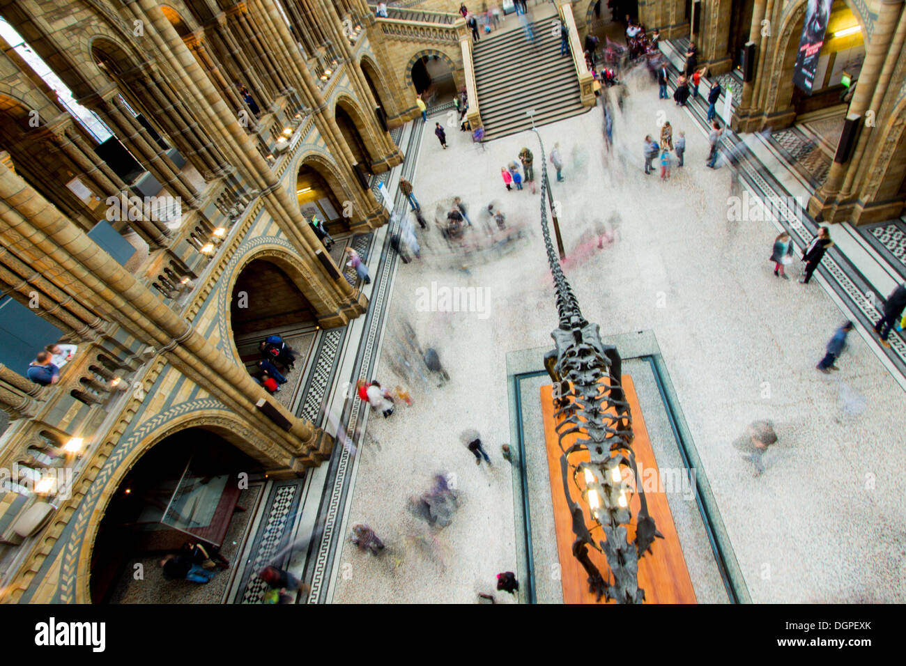 Natural history museum main hall hi-res stock photography and images ...