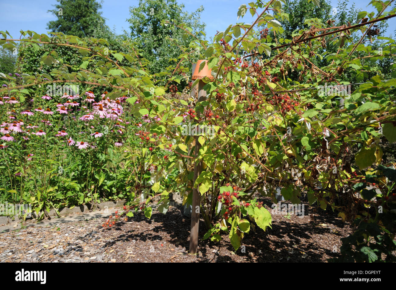 Wineberry hi-res stock photography and images - Alamy