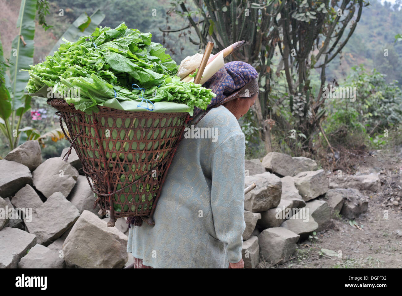 Woman carrying vegetables on her back, Kohima village, Nagaland, India ...