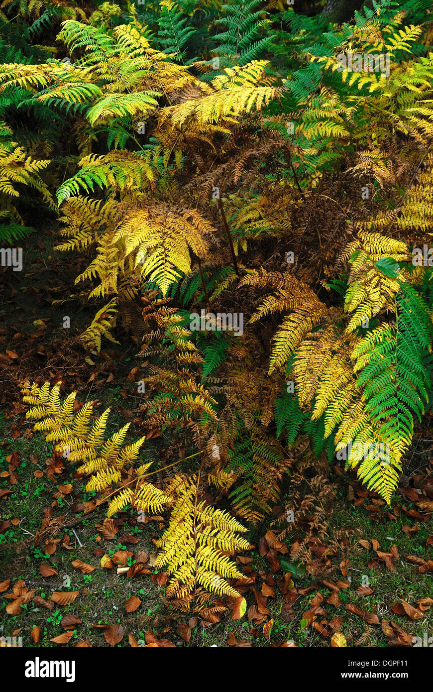 Bracken changing colour in the autumn UK Stock Photo - Alamy