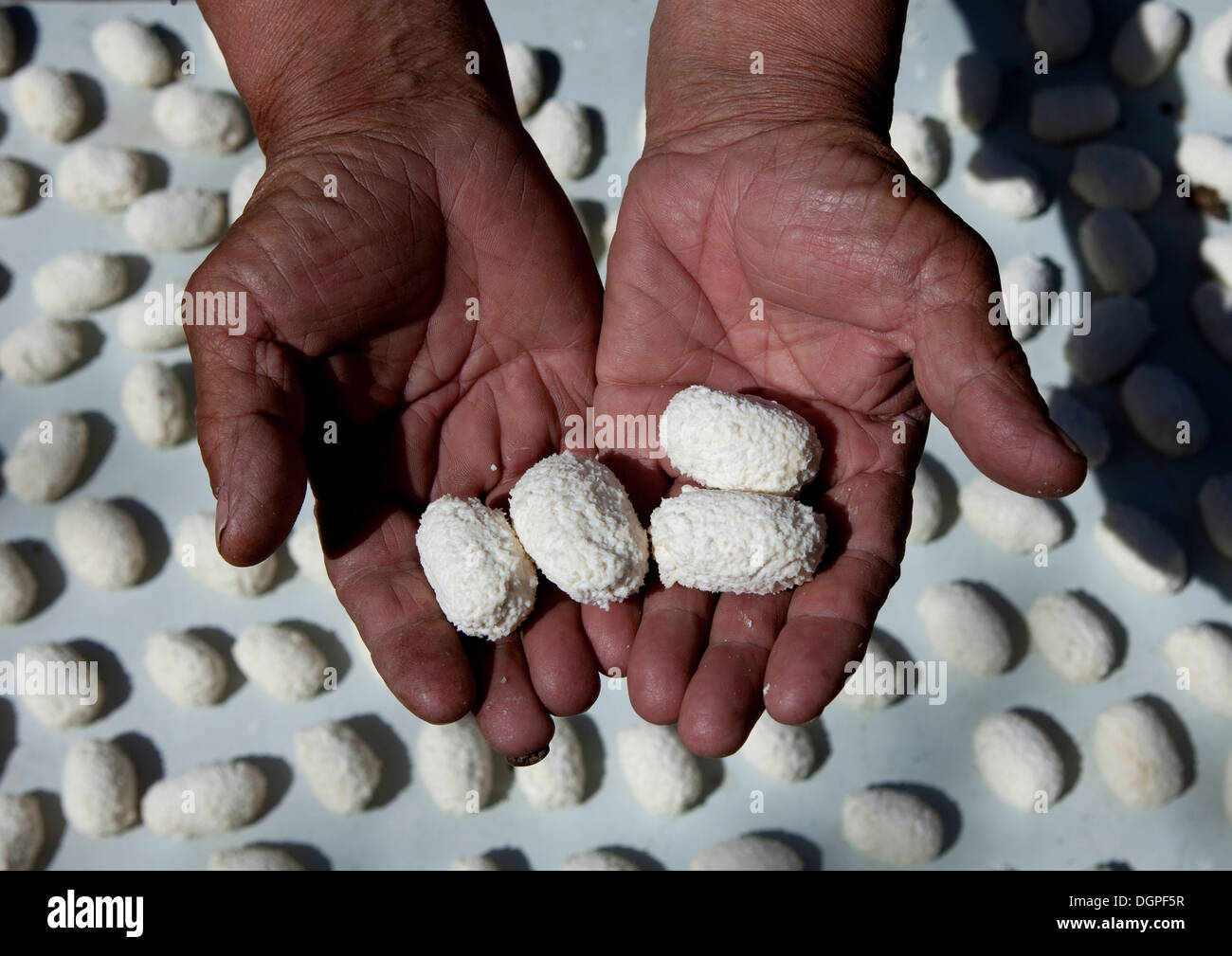 Showing The Cheese They Make, Kyzart River, Kyrgyzstan Stock Photo - Alamy