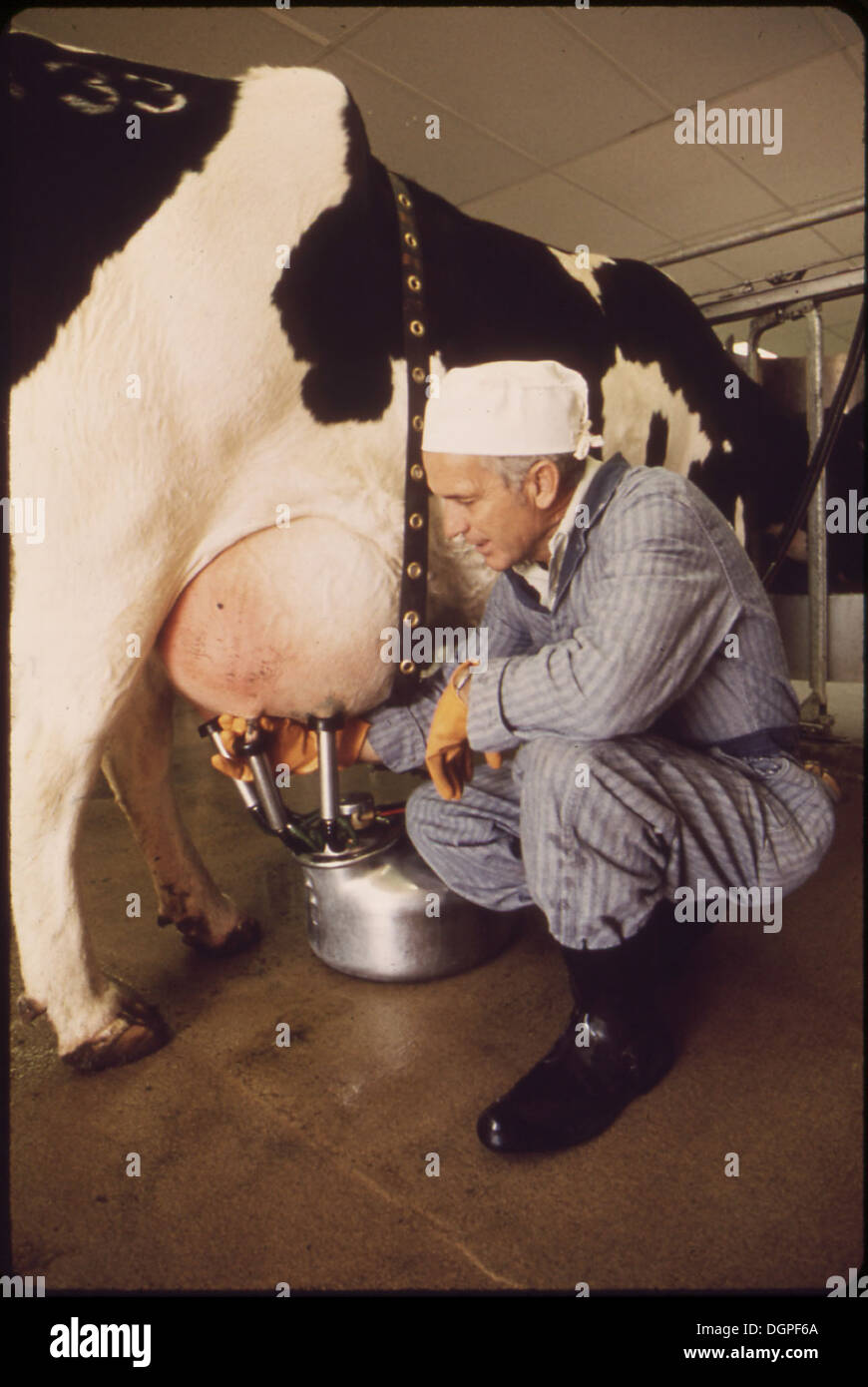 MILKING TIME ON EXPERIMENTAL FARM OPERATED BY EPA'S NATIONAL RESEARCH ...