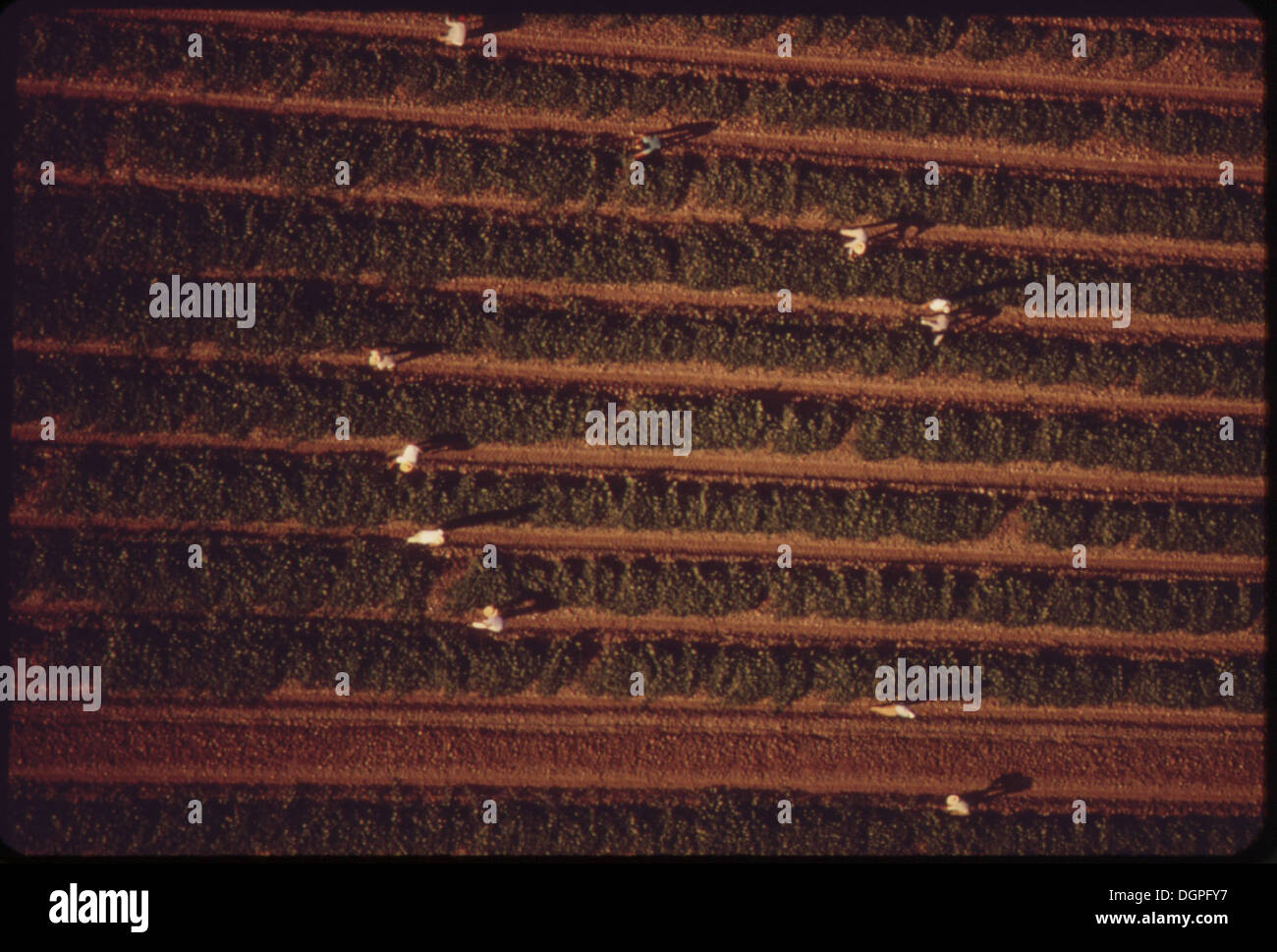 Farm labor california hi-res stock photography and images - Alamy