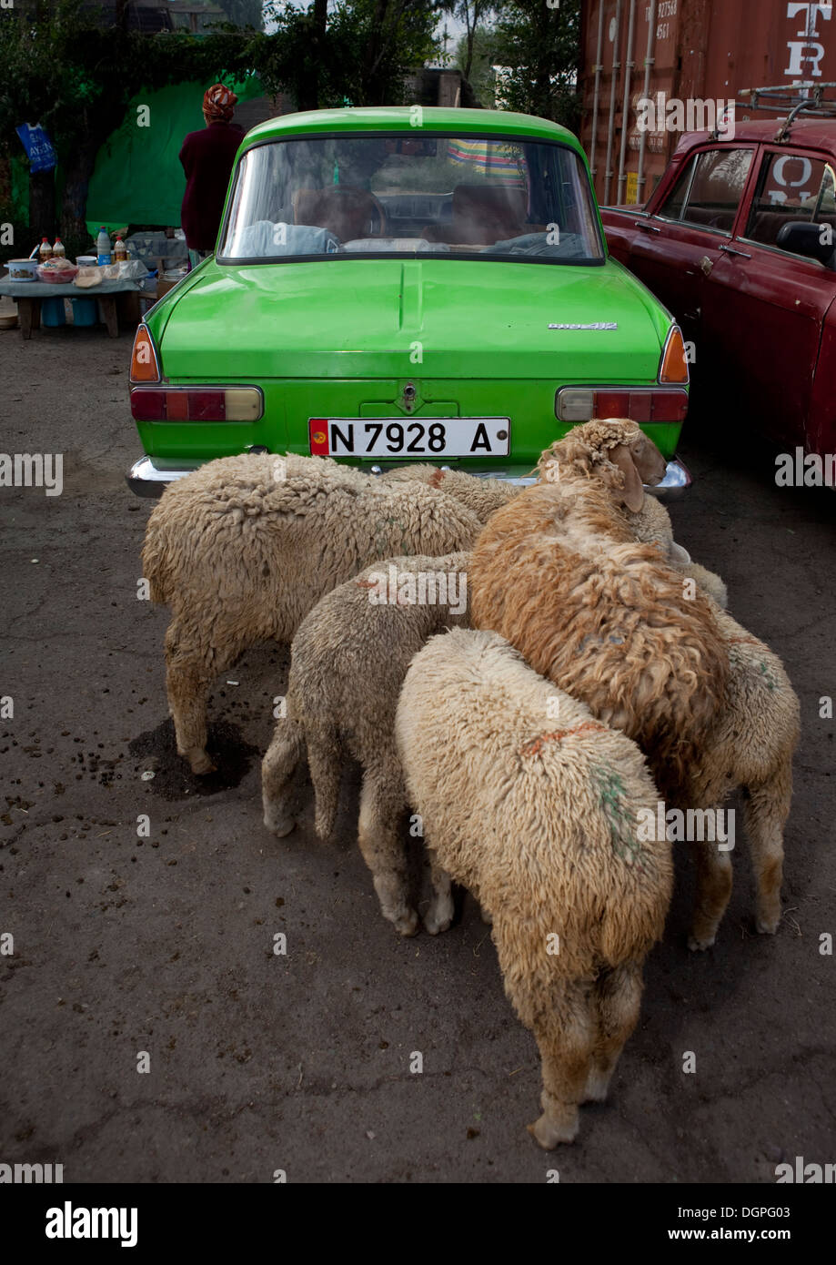 Sheep Behind An Old Lada Car In The Animal Market Of Kochkor ...
