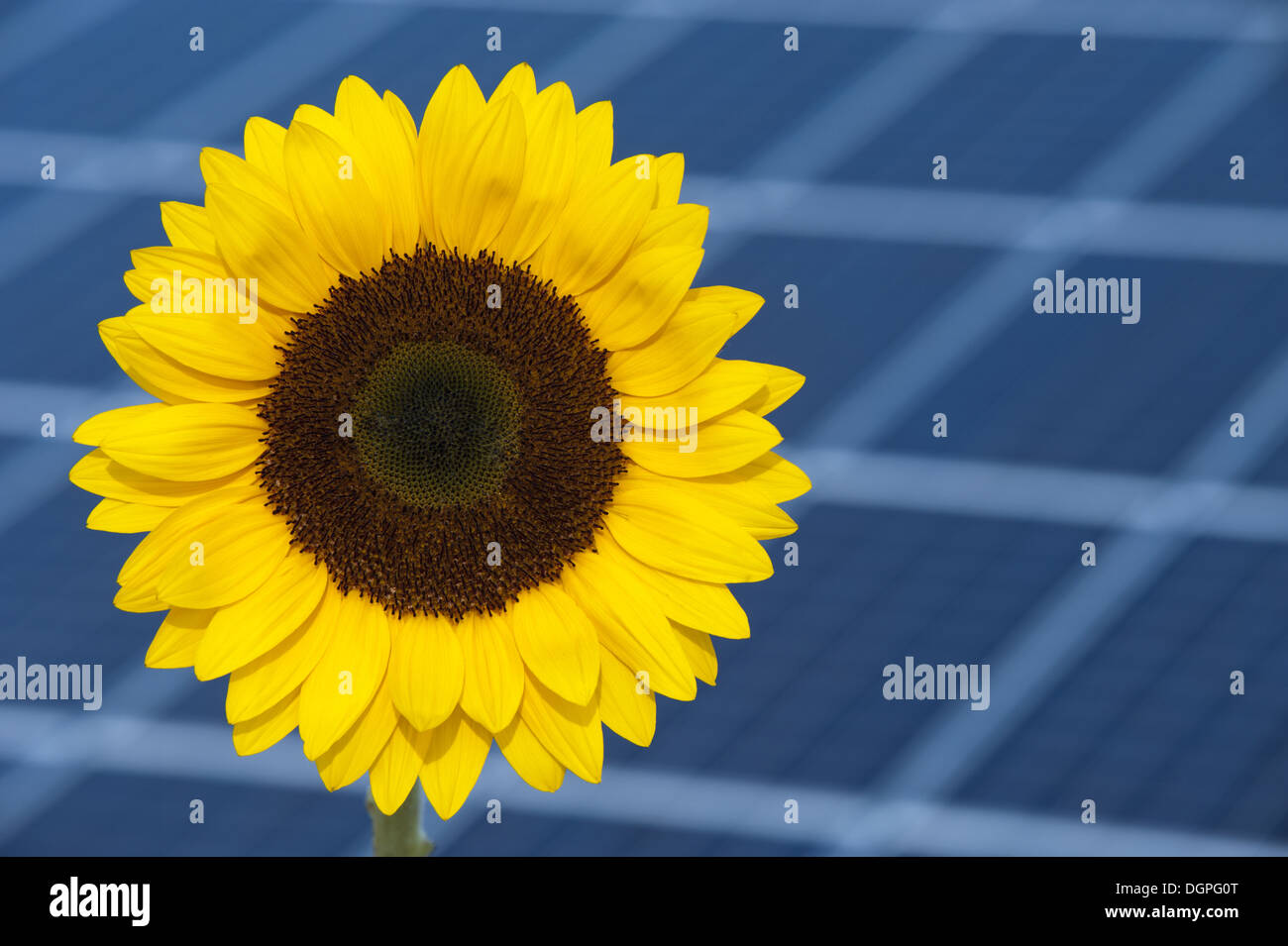 Solar panel leaf hi-res stock photography and images - Alamy
