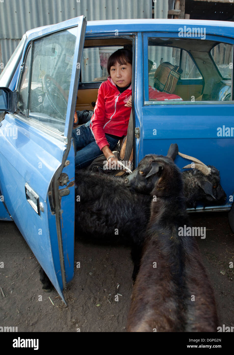Girl Watching Goats From The Lada Car In Which She Is Sitting, Animal ...