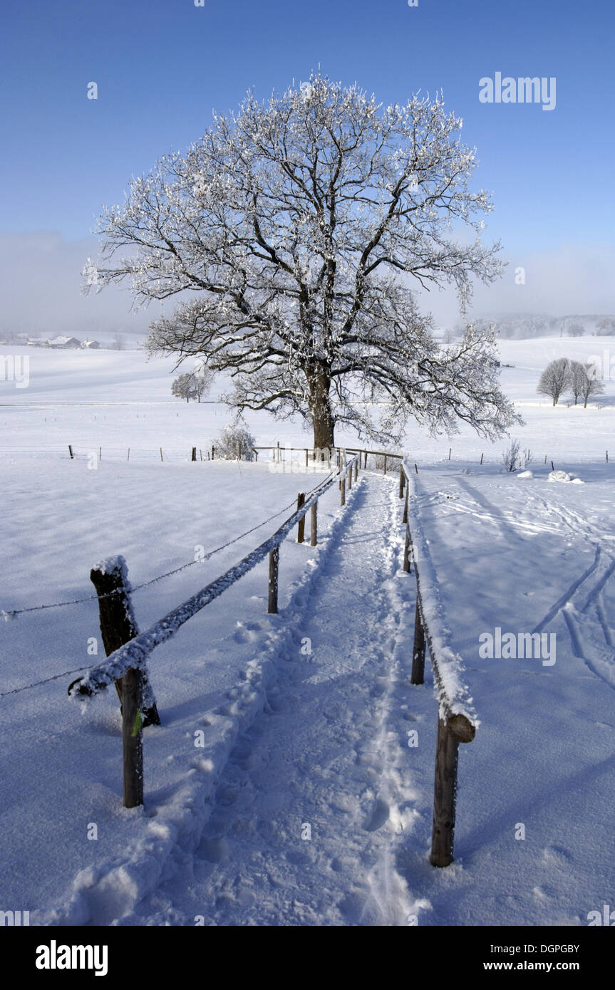 single tree in winter with footpath Stock Photo - Alamy