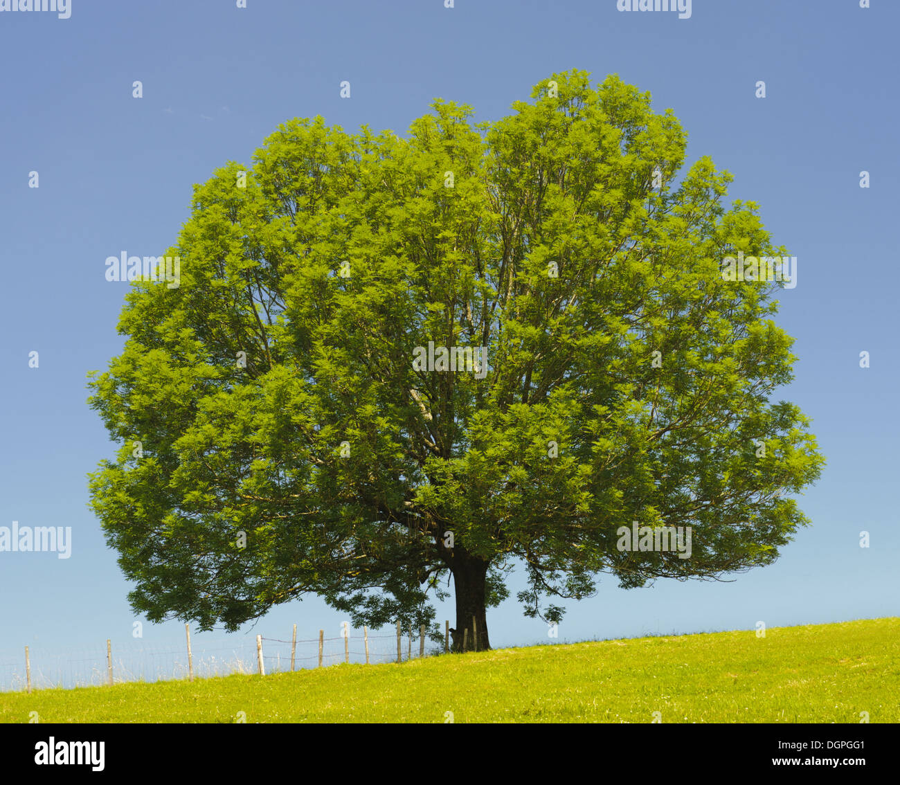 single big ash tree in meadow at spring Stock Photo - Alamy