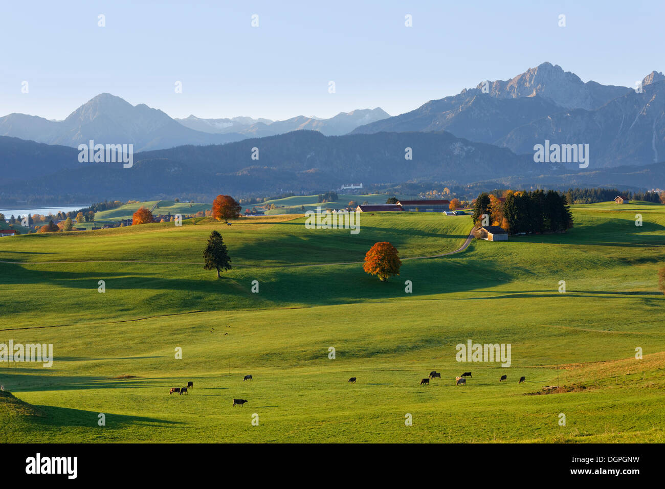 Autumn morning at Forggensee lake, looking towards Fuessen, view from ...