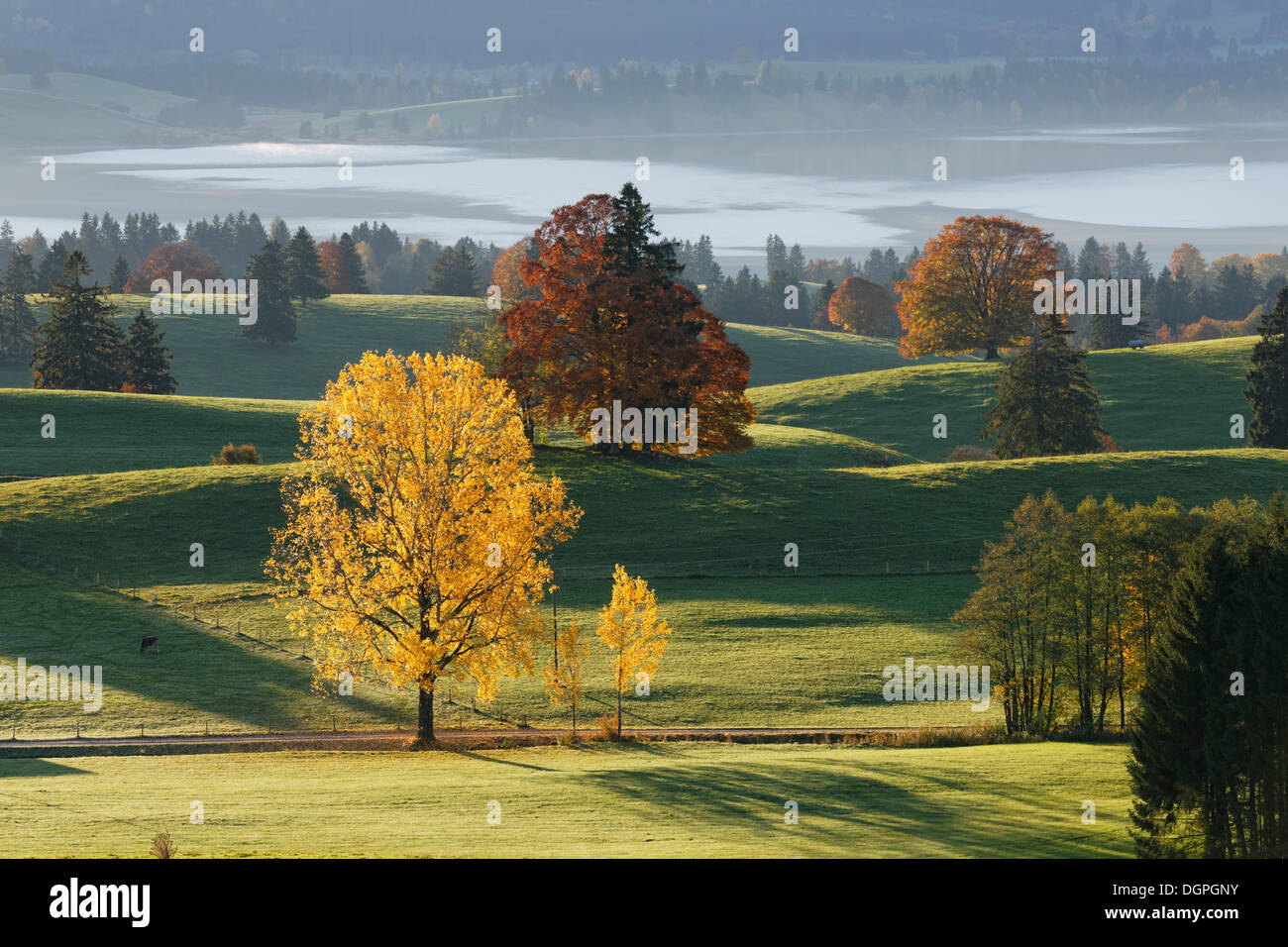 Autumn morning over Forggensee lake, Ussenburg near Rosshaupten ...