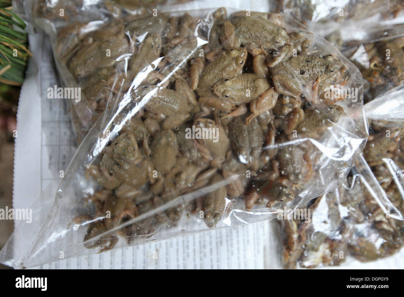Frogs for sale in market, Kohima, Nagaland, India Stock Photo - Alamy