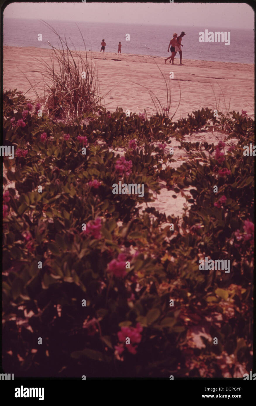 Wild roses and beach grass grow on the sand dunes, capturing the ...