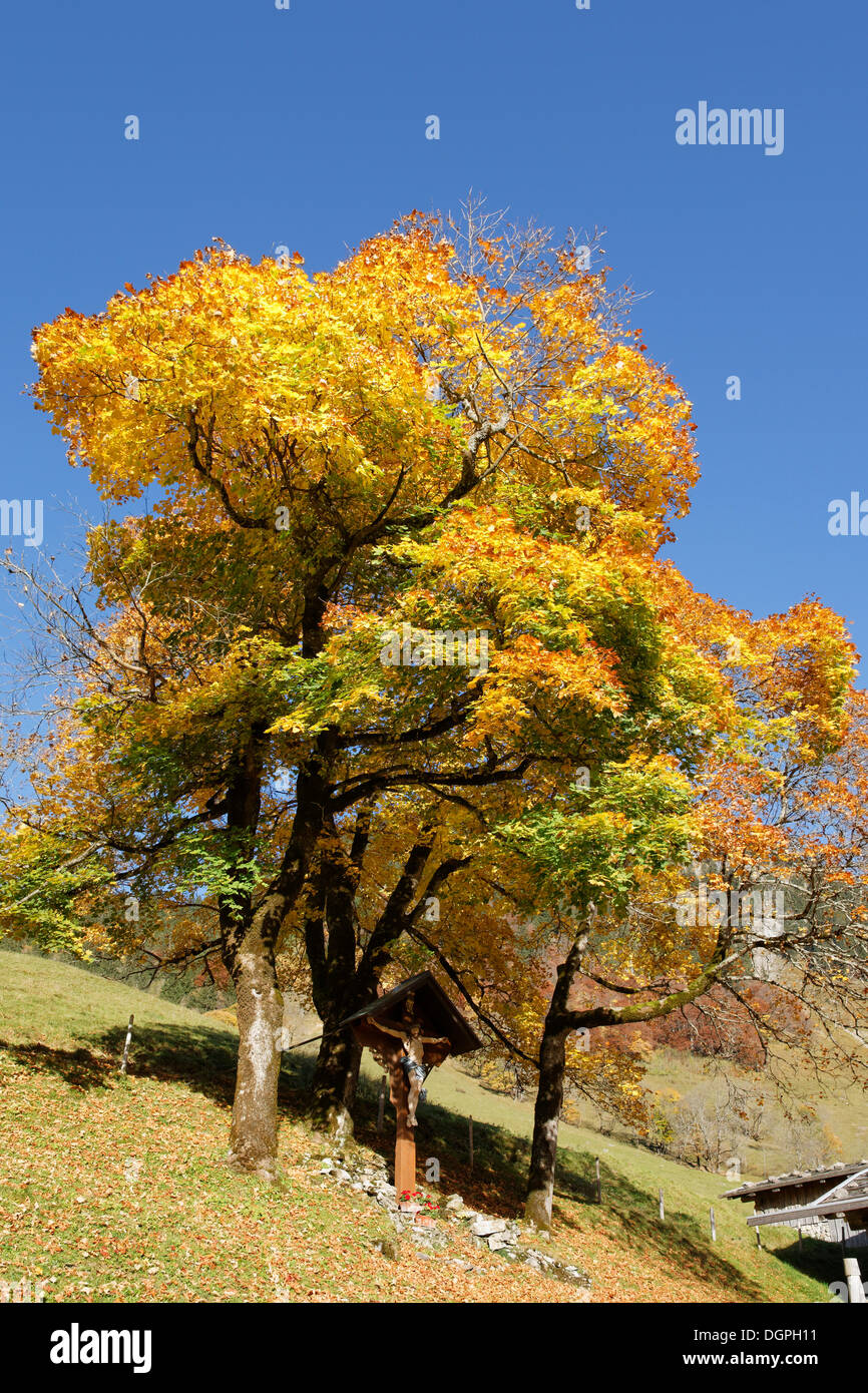 Wayside cross under a maple tree in autumn, Allgaeu Alps, Gerstruben ...
