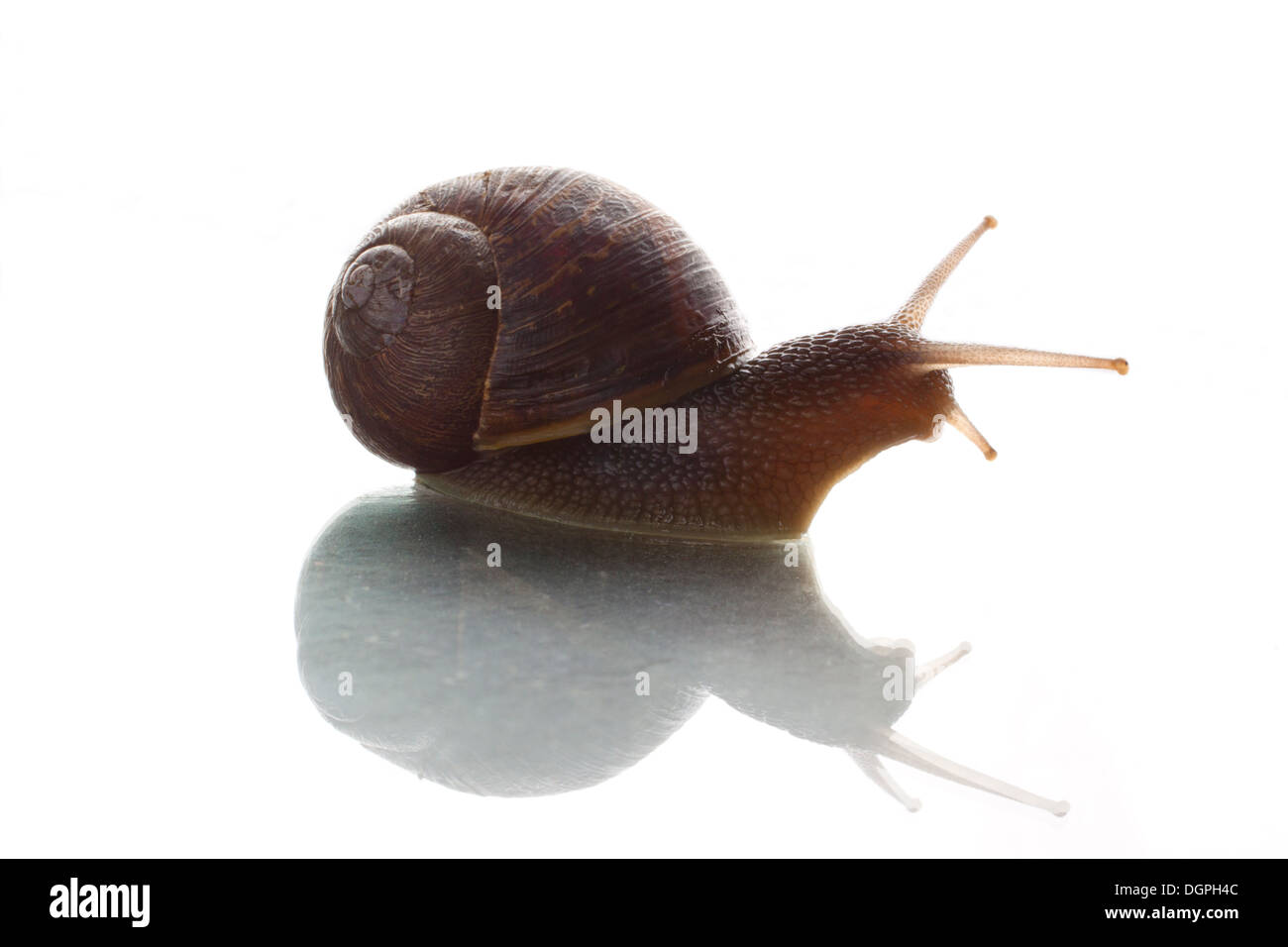 Snail shell on leaf Cut Out Stock Images & Pictures - Alamy