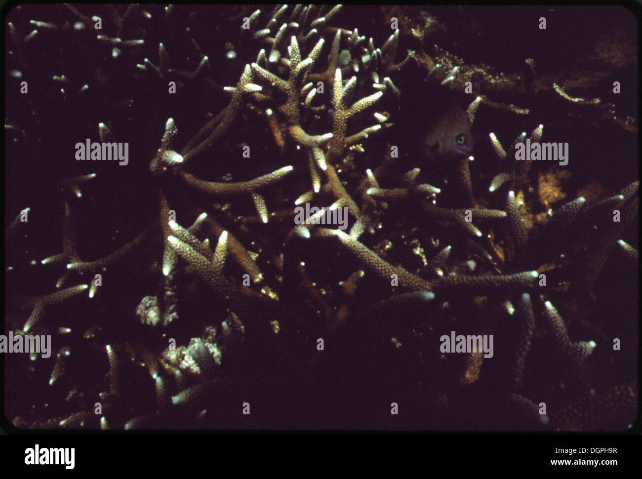 Coral reef off key largo hi-res stock photography and images - Alamy